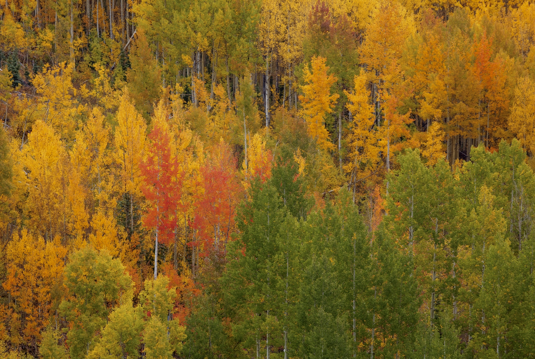 Buy Autumn Contrast Wallpaper Online - Happywall