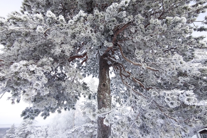 First Snowfall Wallpaper | Happywall