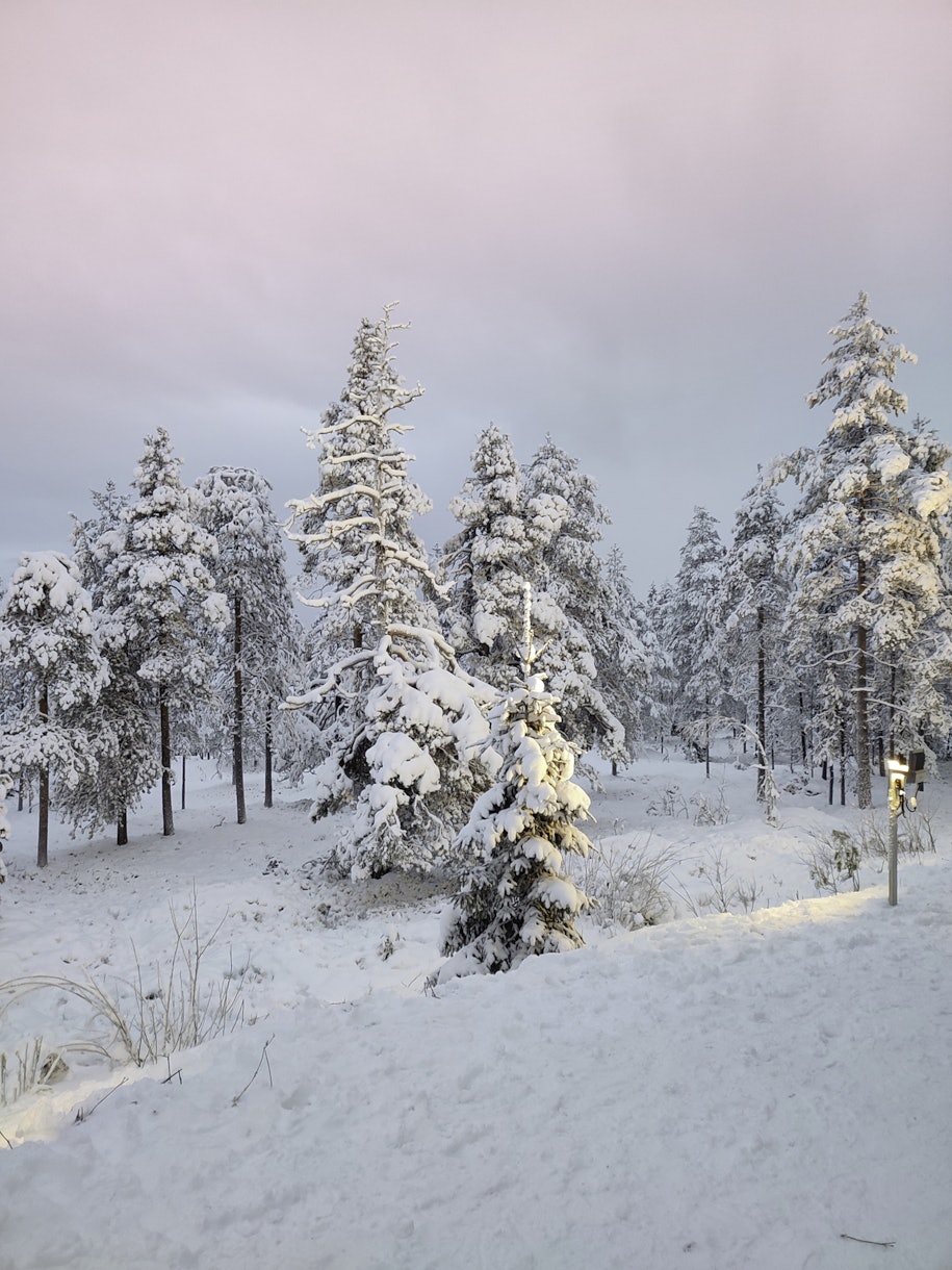 Snowy mountain trees wallpaper - Happywall