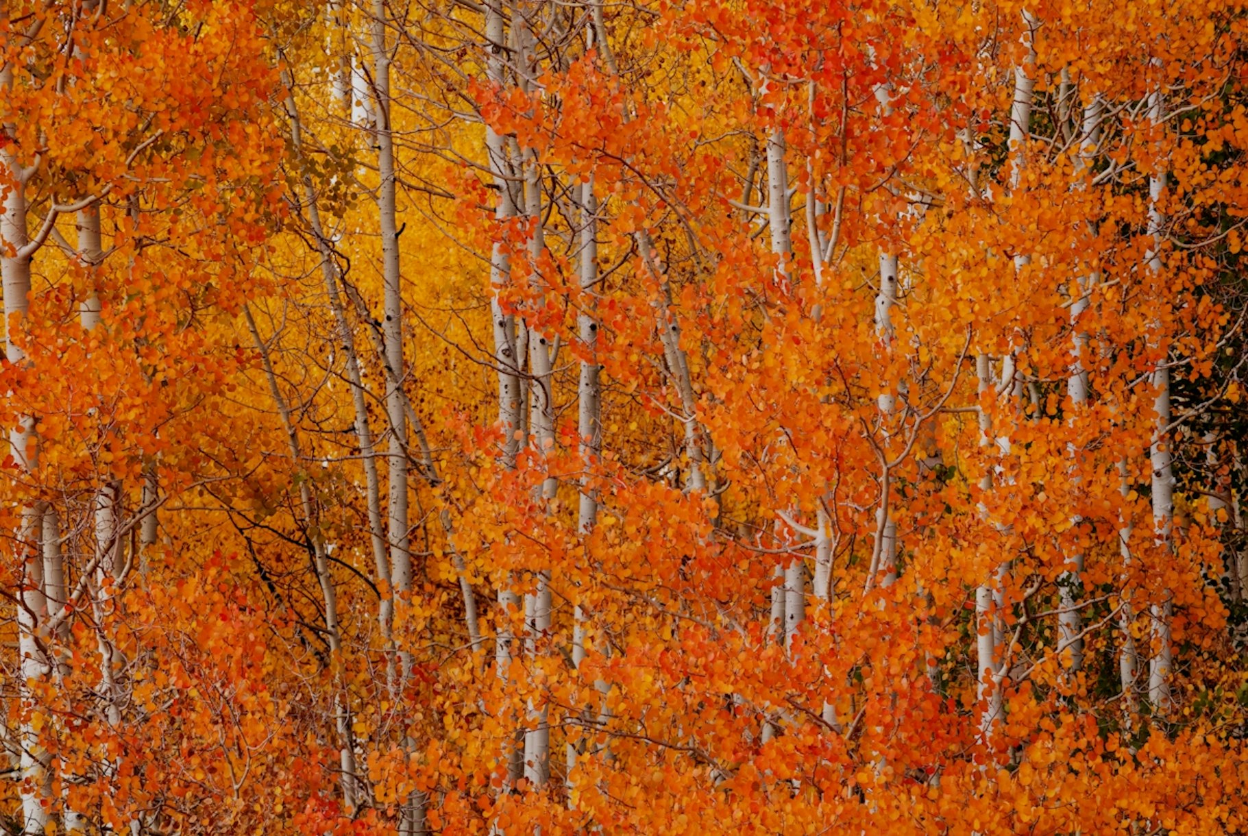 Red Orange Delight 1 Wallpaper - Happywall