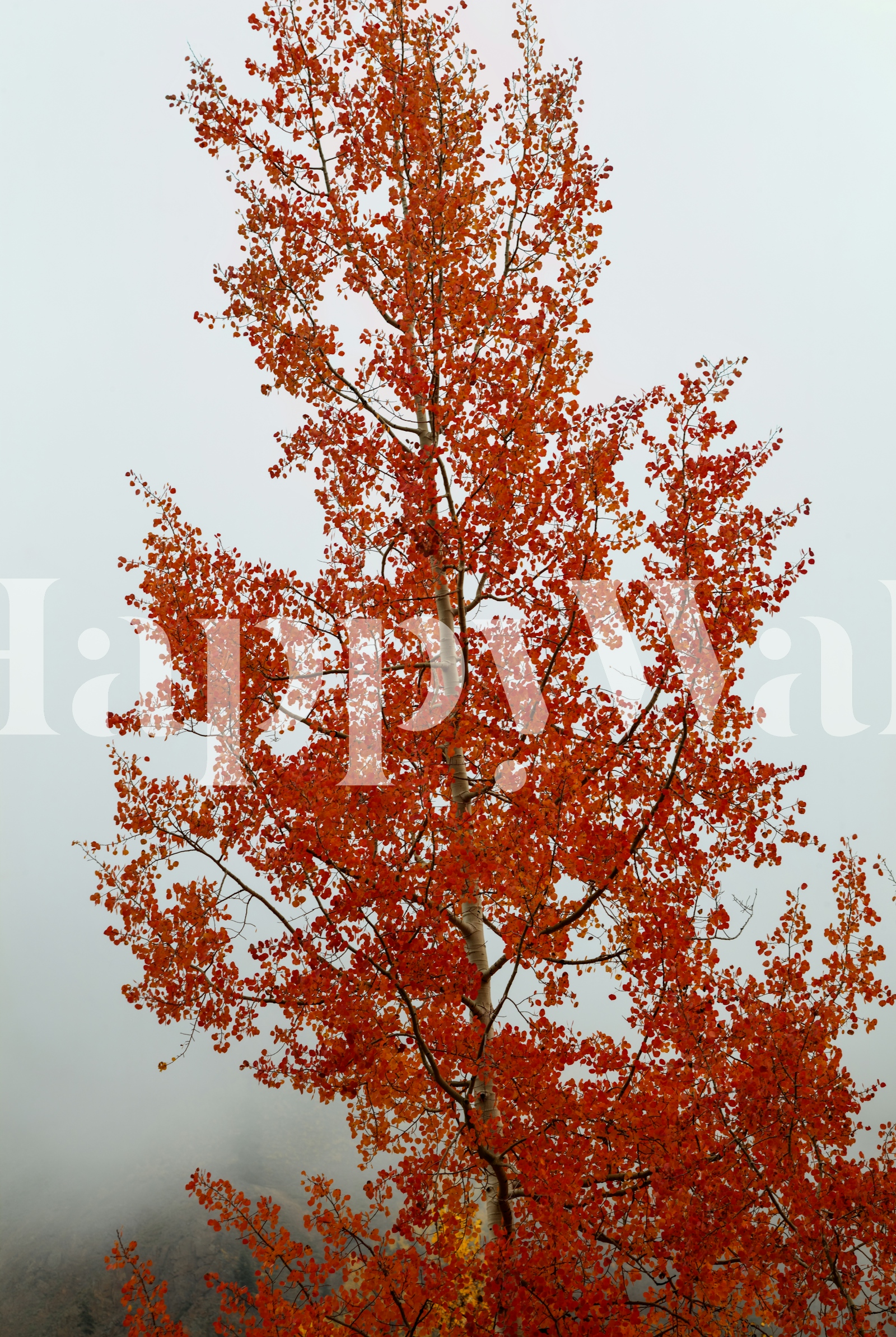 Red Orange Transformation 1 Wallpaper - Happywall