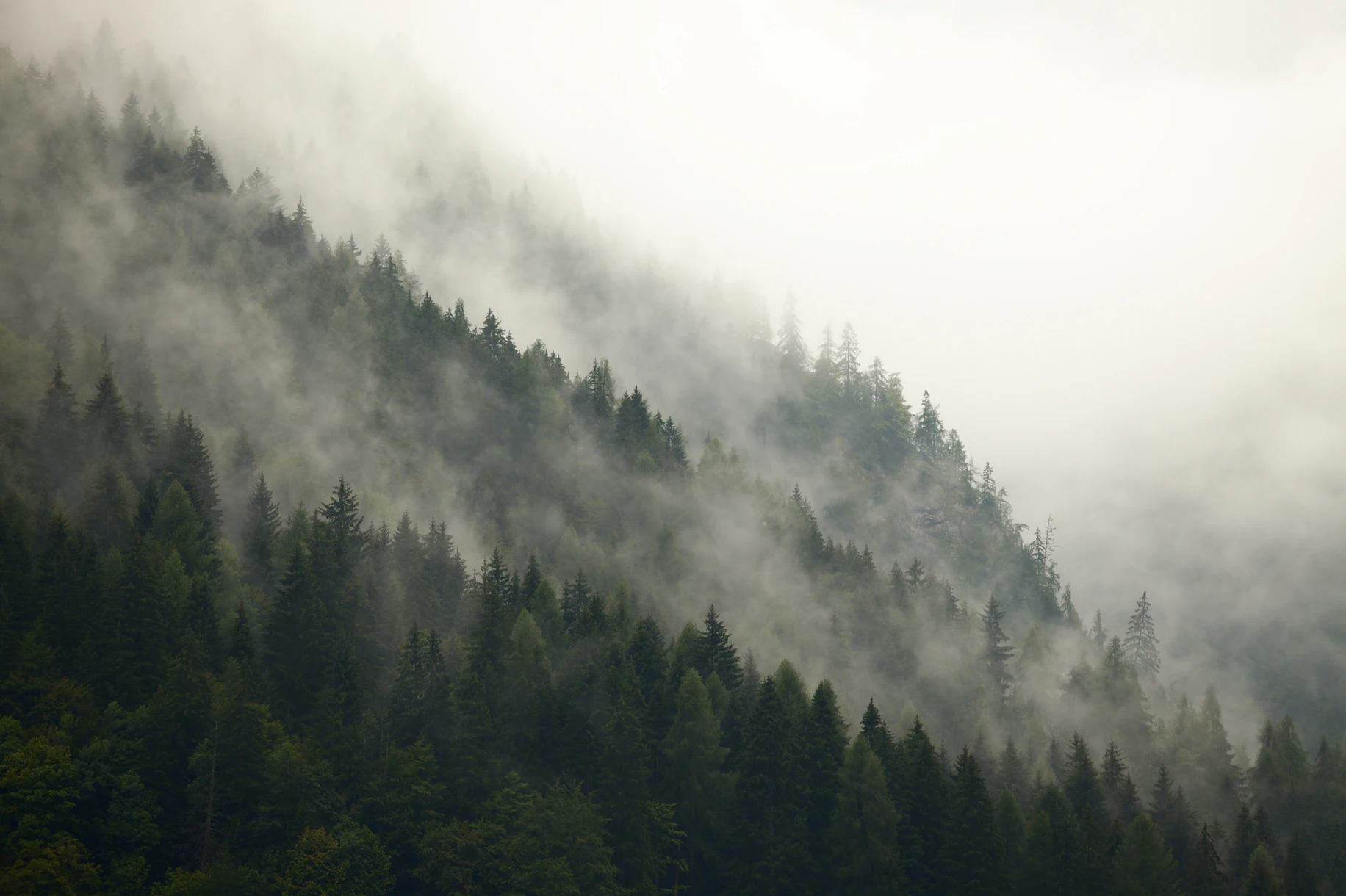 Misty Mountainside Wallpaper - Buy Online | Happywall
