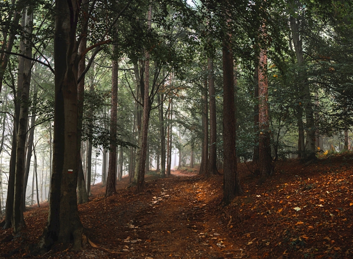 Forest Trees Wallpaper - Stunning Wallpapers for Your Home