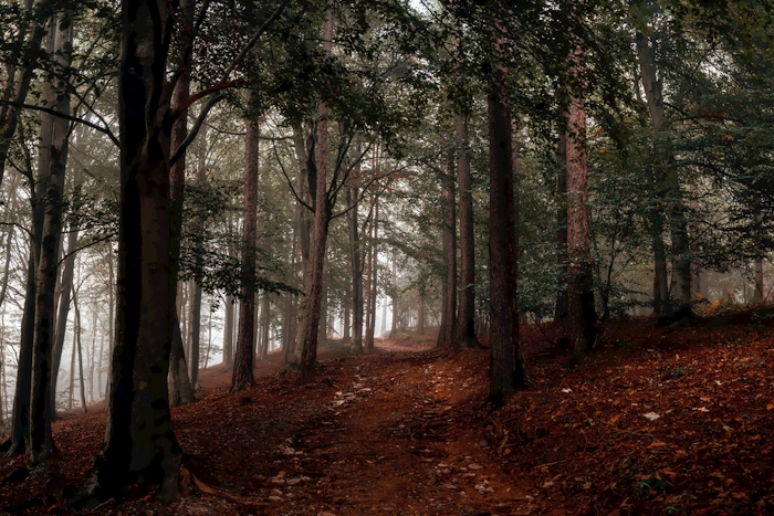 Forest Trees Wallpaper - Stunning Wallpapers for Your Home
