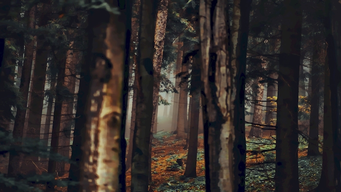 Forest Hideout Wallpaper | Happywall