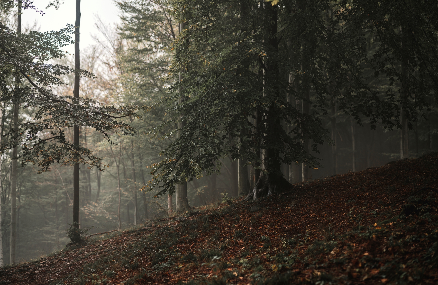 Forest Adventure Wallpaper - Happywall