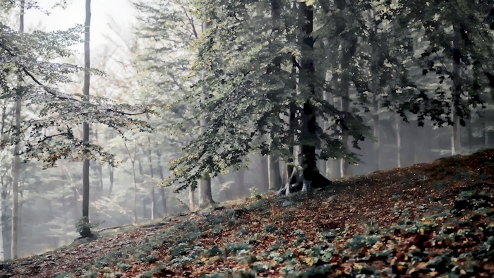 Forest Adventure Wallpaper - Happywall