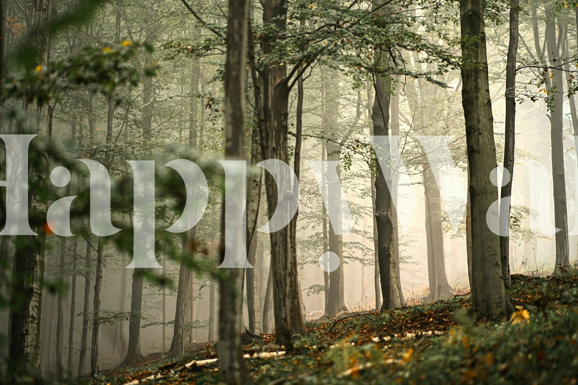 Forest & Wildlife Wallpaper - Bring the Serenity of Nature into Your ...