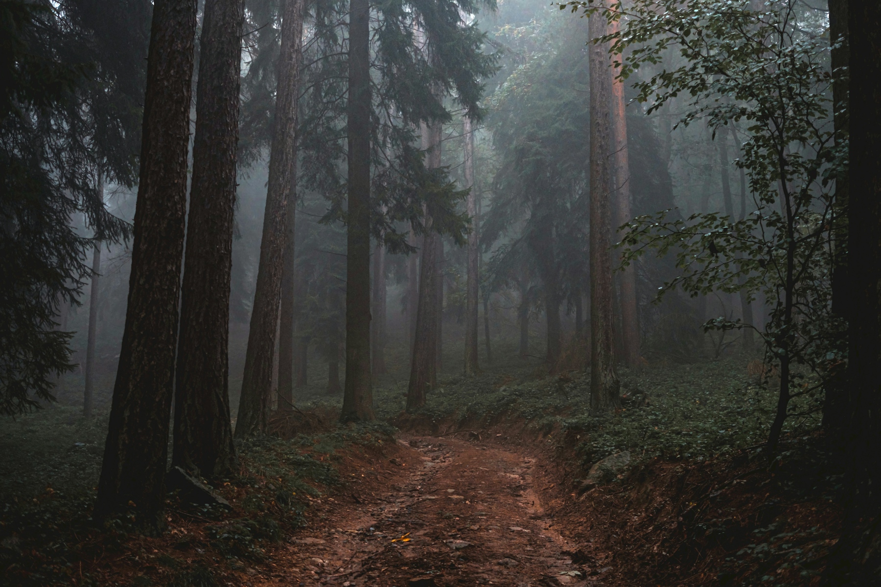 Morning Forest Wallpaper | Happywall.com