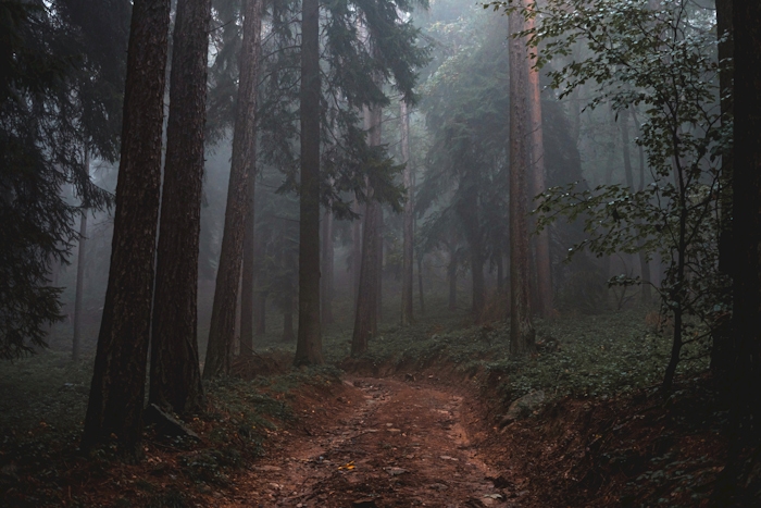 Morning Forest Wallpaper | Happywall.com