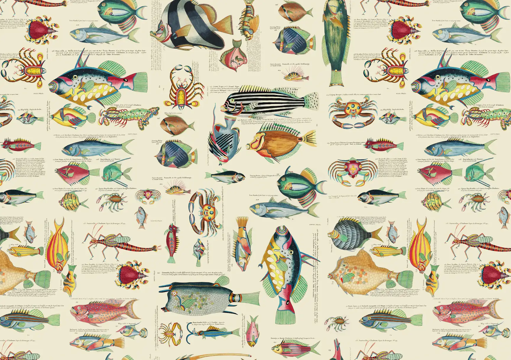 Fish And Sea Life wallpaper - Happywall