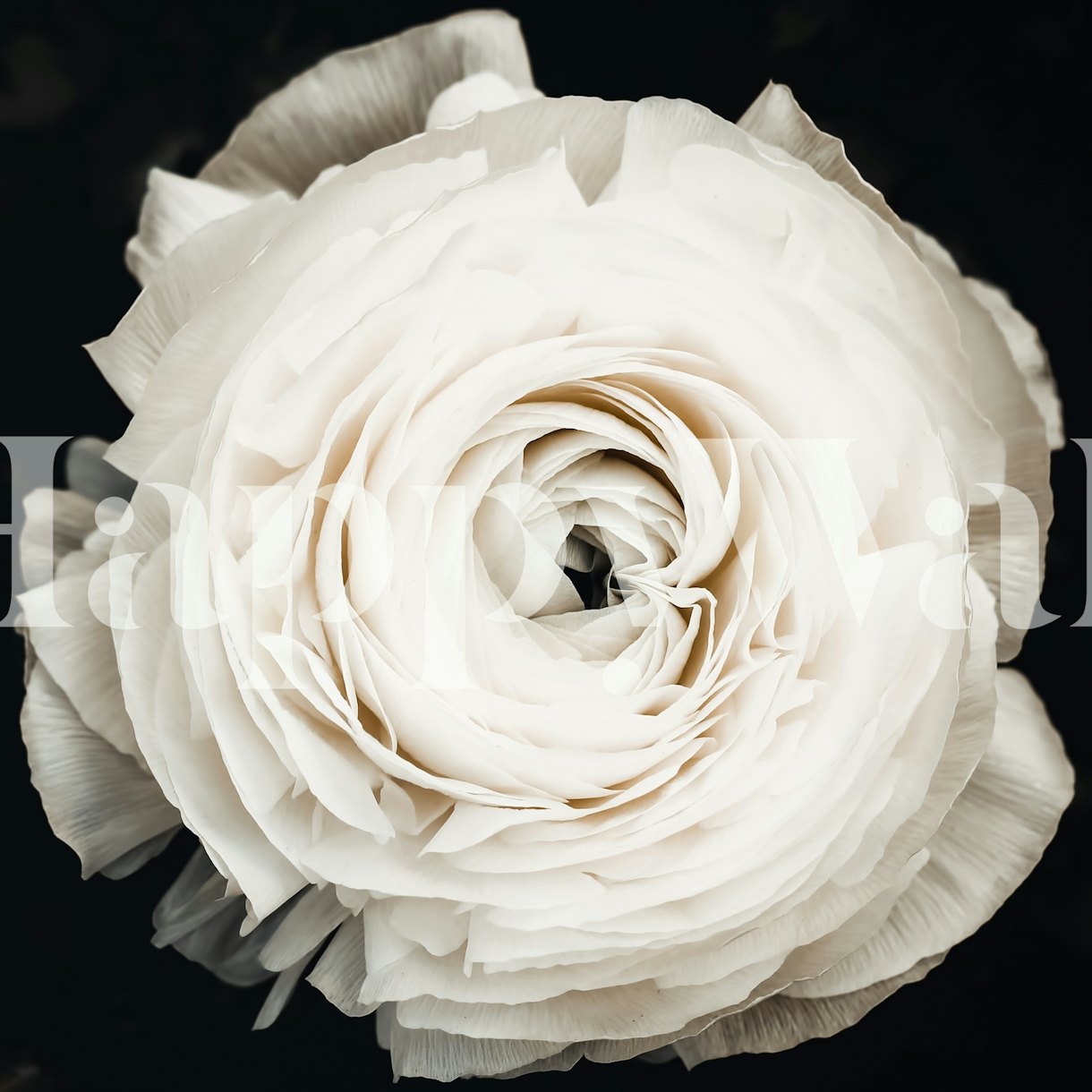 Shop Beautiful Flower White Ranunculus Wallpaper | Happywall