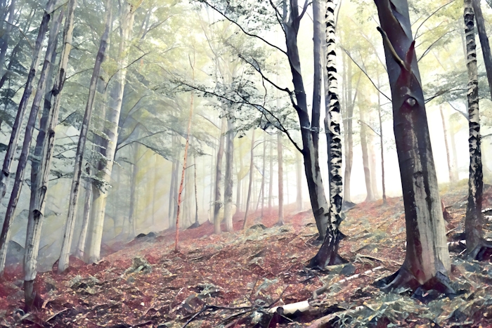 Forest Landscape Wallpaper for Living Room