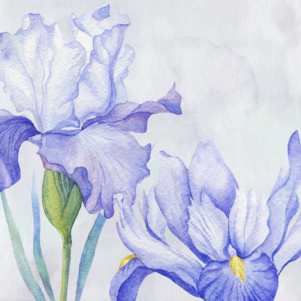 Iris Wall Murals | High-Quality Iris Wallpaper | Watercolor | Happywall