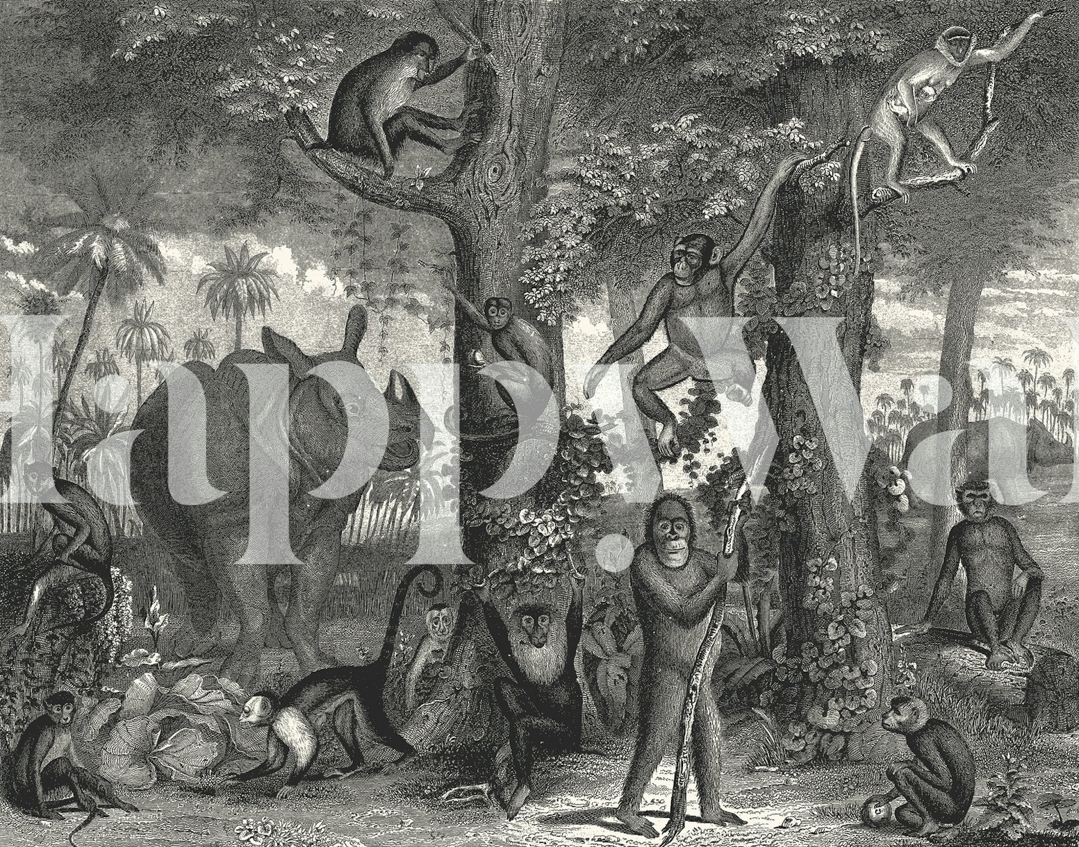 Buy Jungle Family Aster Wallpaper Online | Happywall