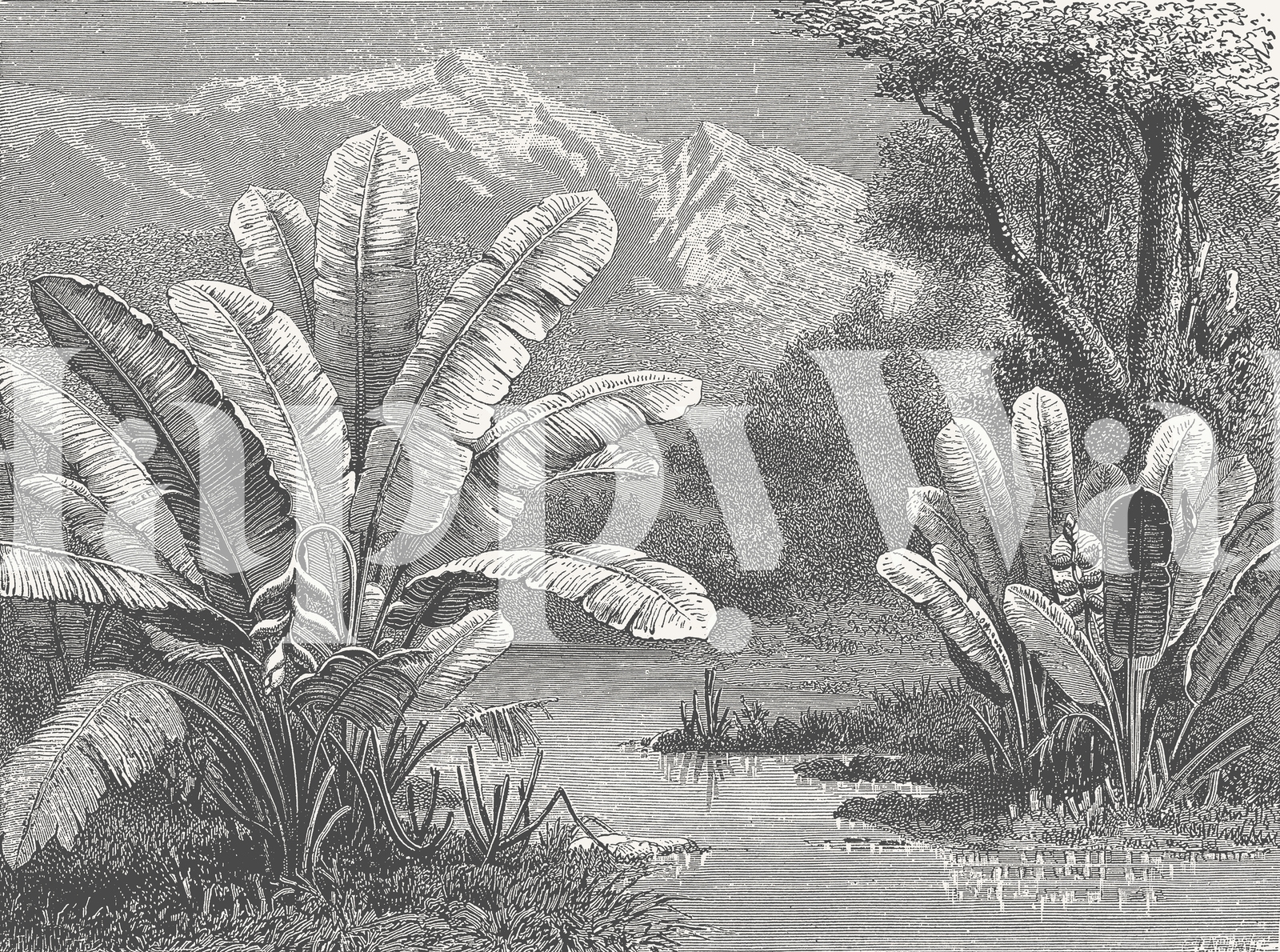 Tropical Marsh wallpaper wallpaper | Happywall