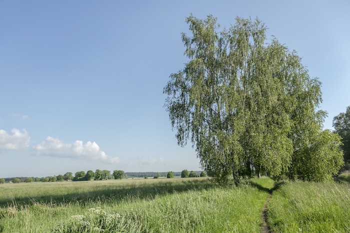 Green Landscape Nature Wallpaper