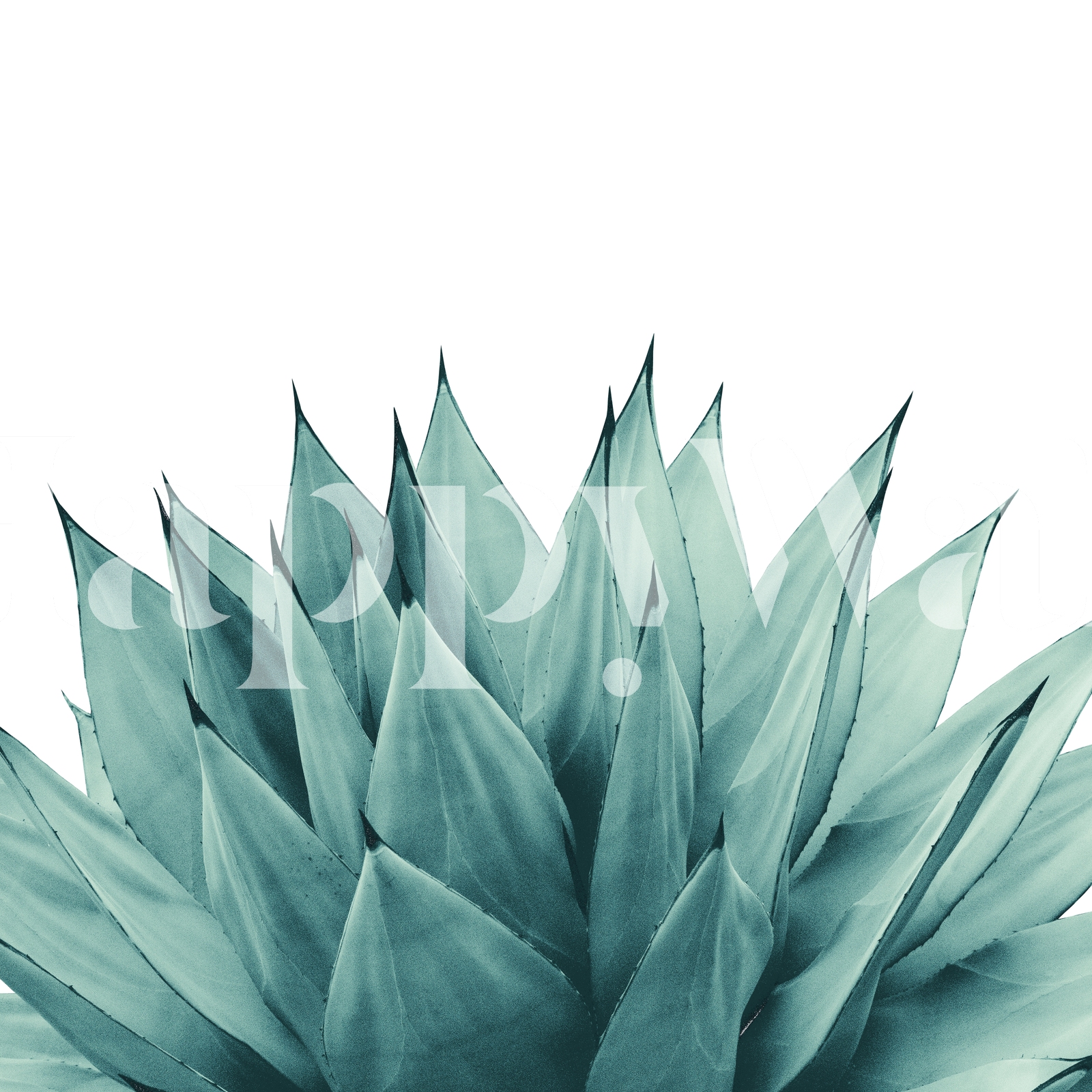 Agave Vibes 8 Wallpaper | Happywall