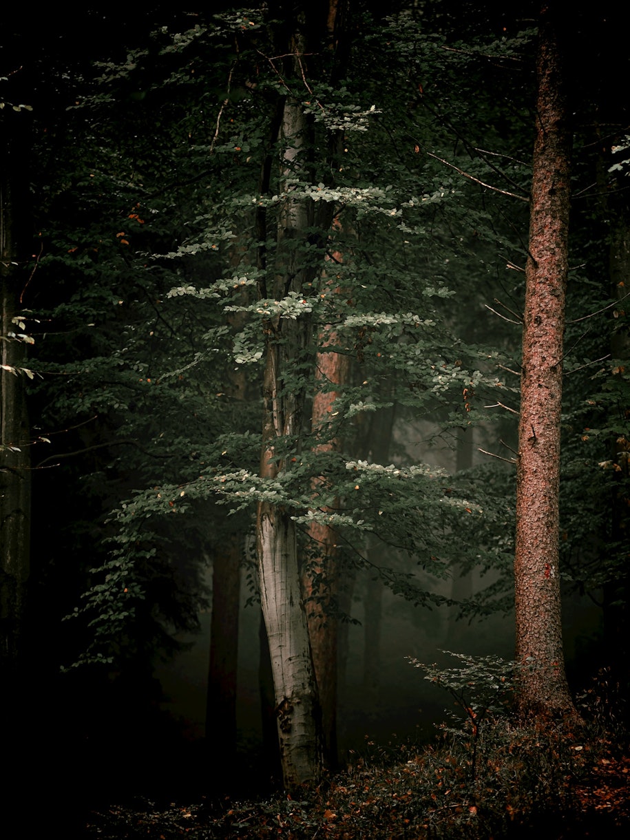 Forest Pines Wallpaper - Beautiful Nature Themed Wallpaper | Happywall