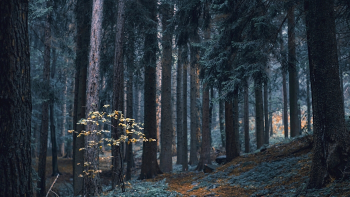 Moonlit Forest Wallpaper