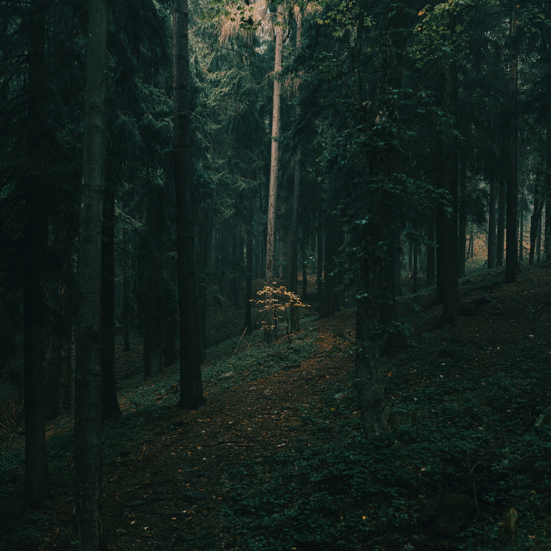 Forest Walk Wallpaper | Happywall