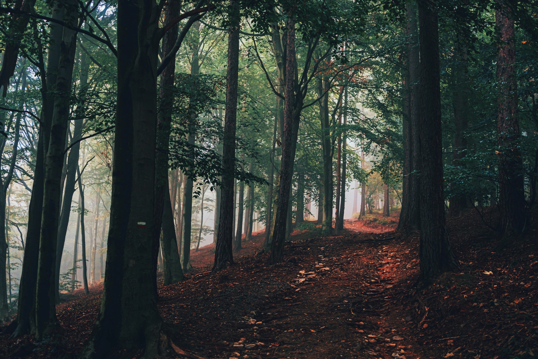 Buy Forest Paths Wallpaper Online - Happywall