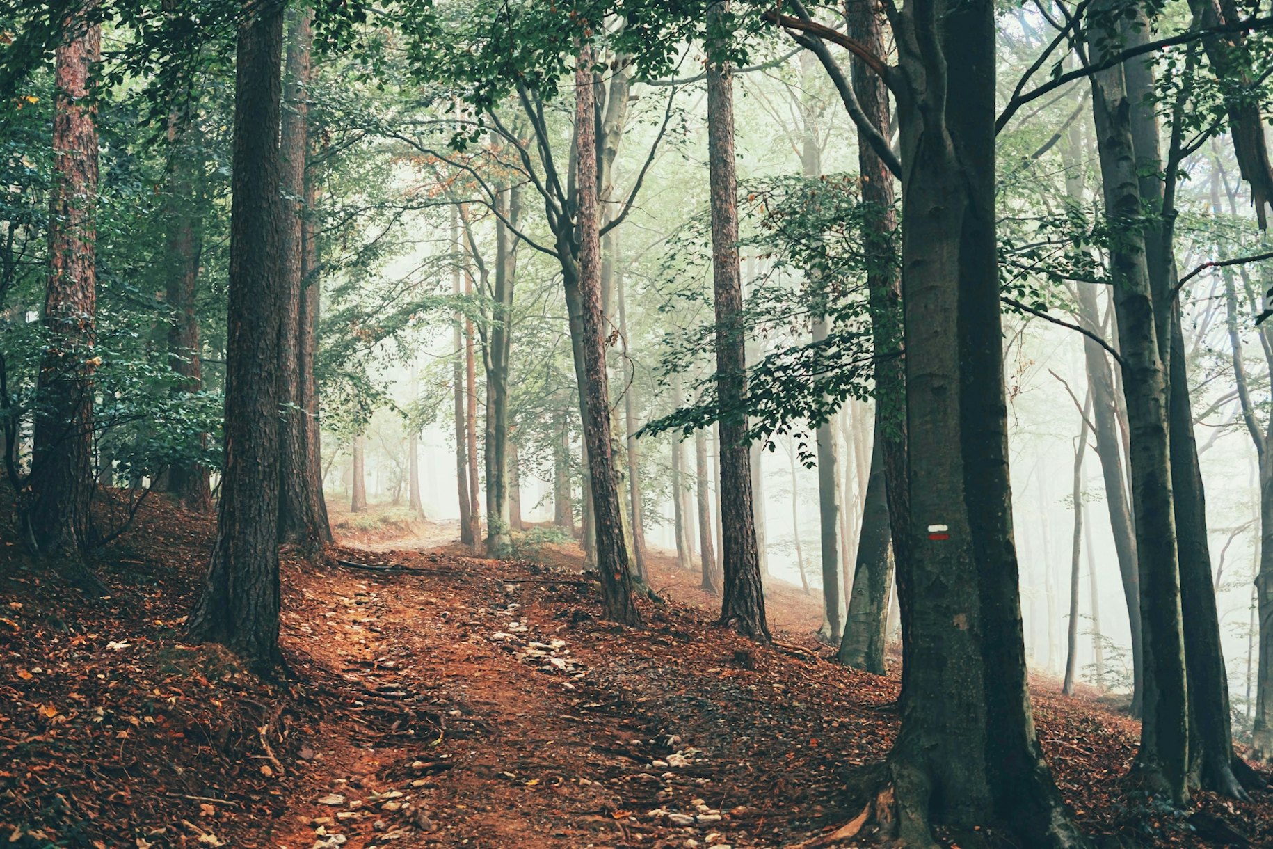 Forest Mist Wallpaper - Serene and Natural | Happywall