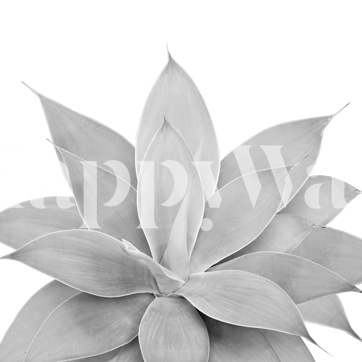 Gray Agave 1 Wallpaper | Happywall