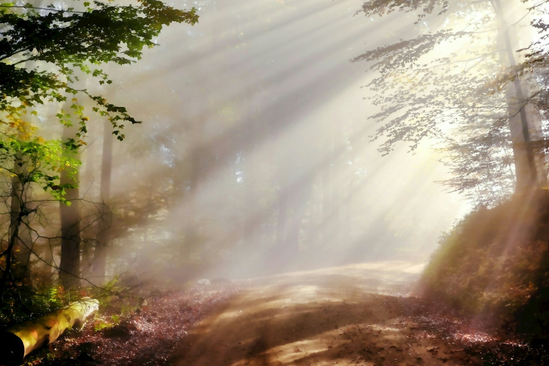 Sun Ray Forest Wallpaper - Happywall