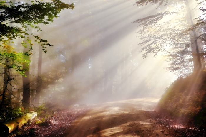Forest Sunray Wallpaper for Nature Lovers