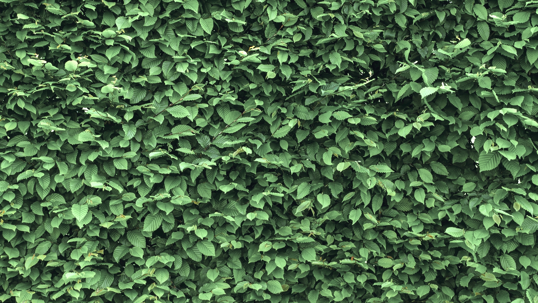 Shop Spring Leaves Wallpaper | Happywall