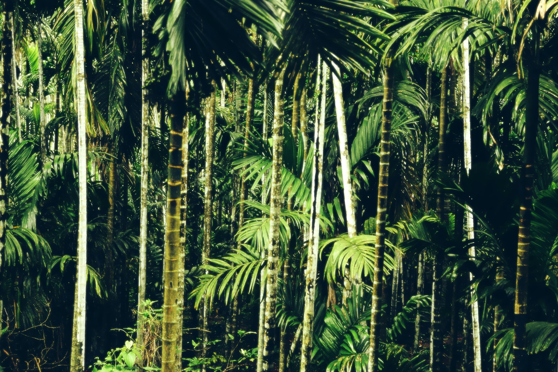 Jungle Palms Wallpaper - Bring the Enchanting Beauty of the Wilderness ...