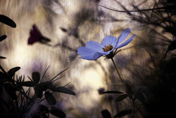 Indifference Wallpaper - Buy Online at Happywall