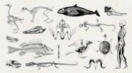 Buy Animal Skeletons Wallpaper Free Shipping