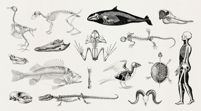 Black and White Animal Skeleton Wallpaper