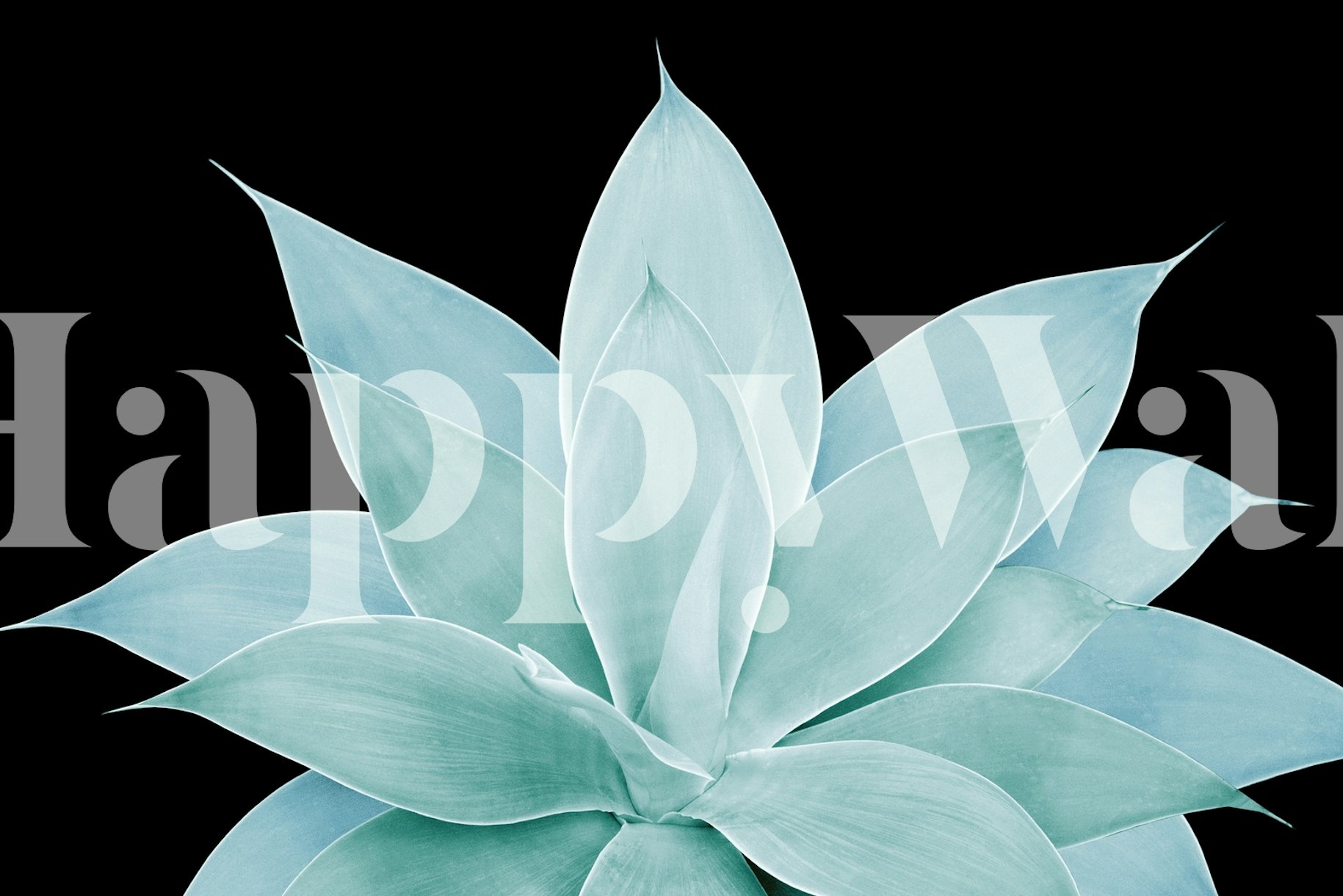 Green Agave on Black 1a wallpaper - Happywall