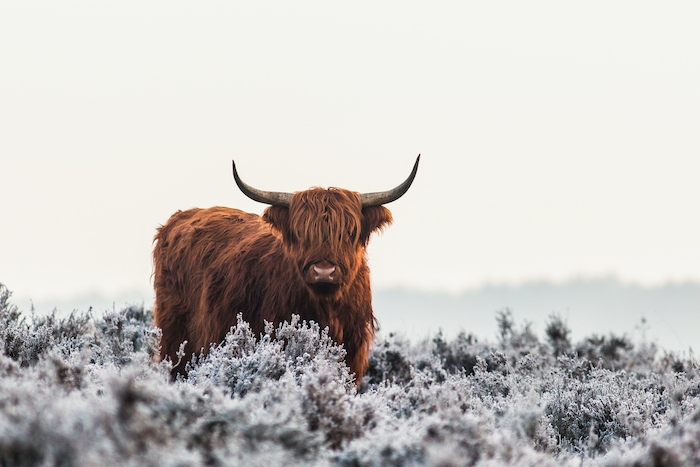 Highlander Cow Wallpaper - Rustic Animal Design