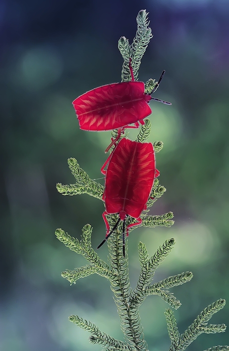 Red Ladybug Wallpaper - Buy Now on Happywall