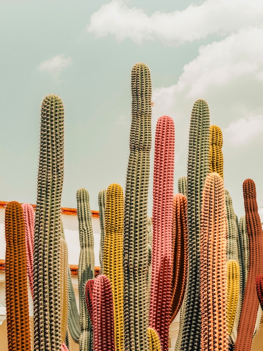 Colorful Cactus Desert Wallpaper