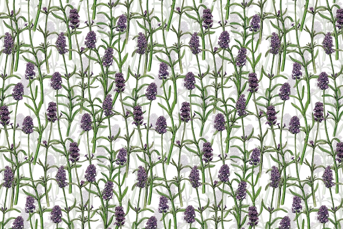 Buy Lavender 3 Wallpaper Online - Happywall