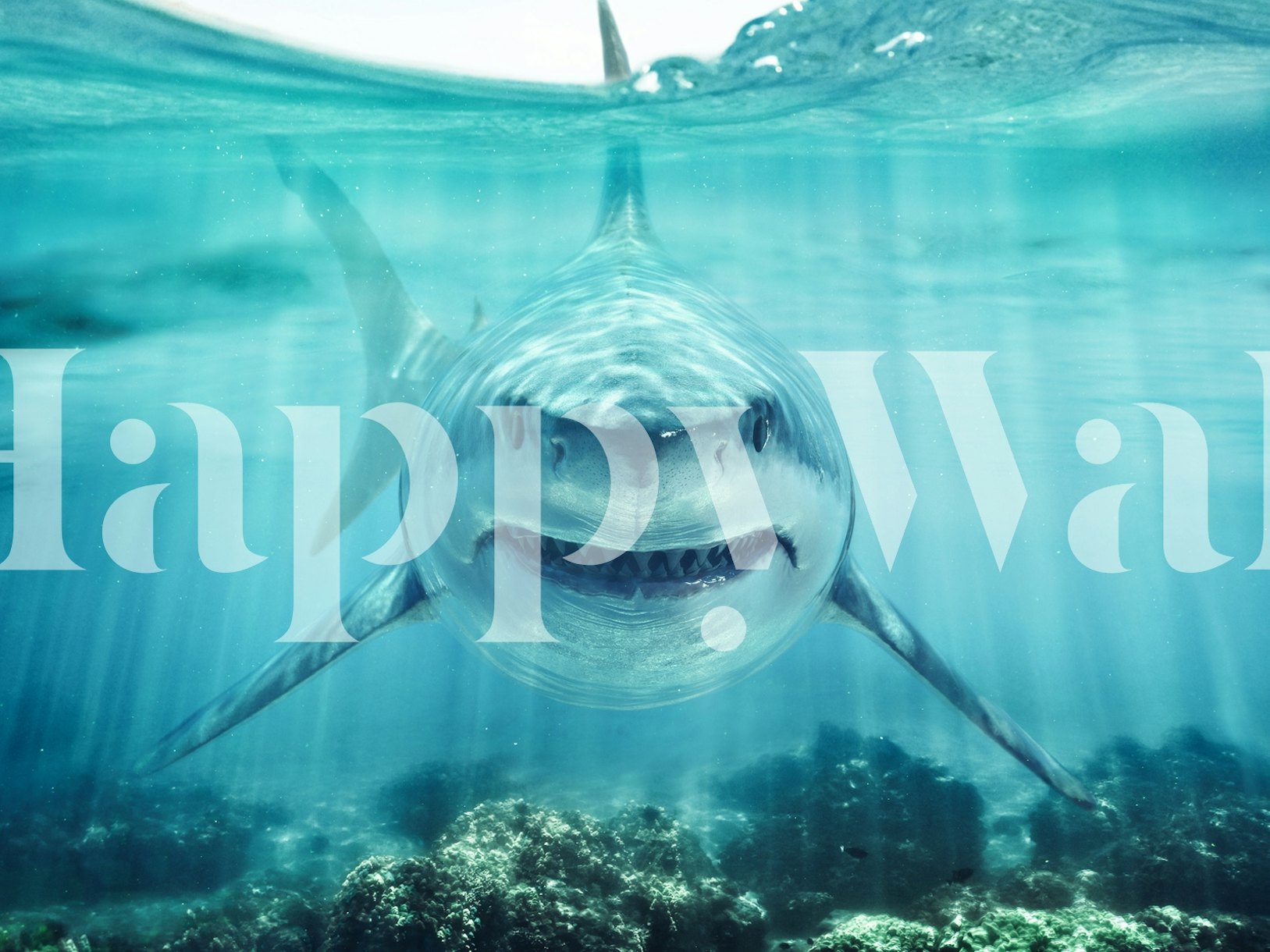 Great white shark II wallpaper - Happywall