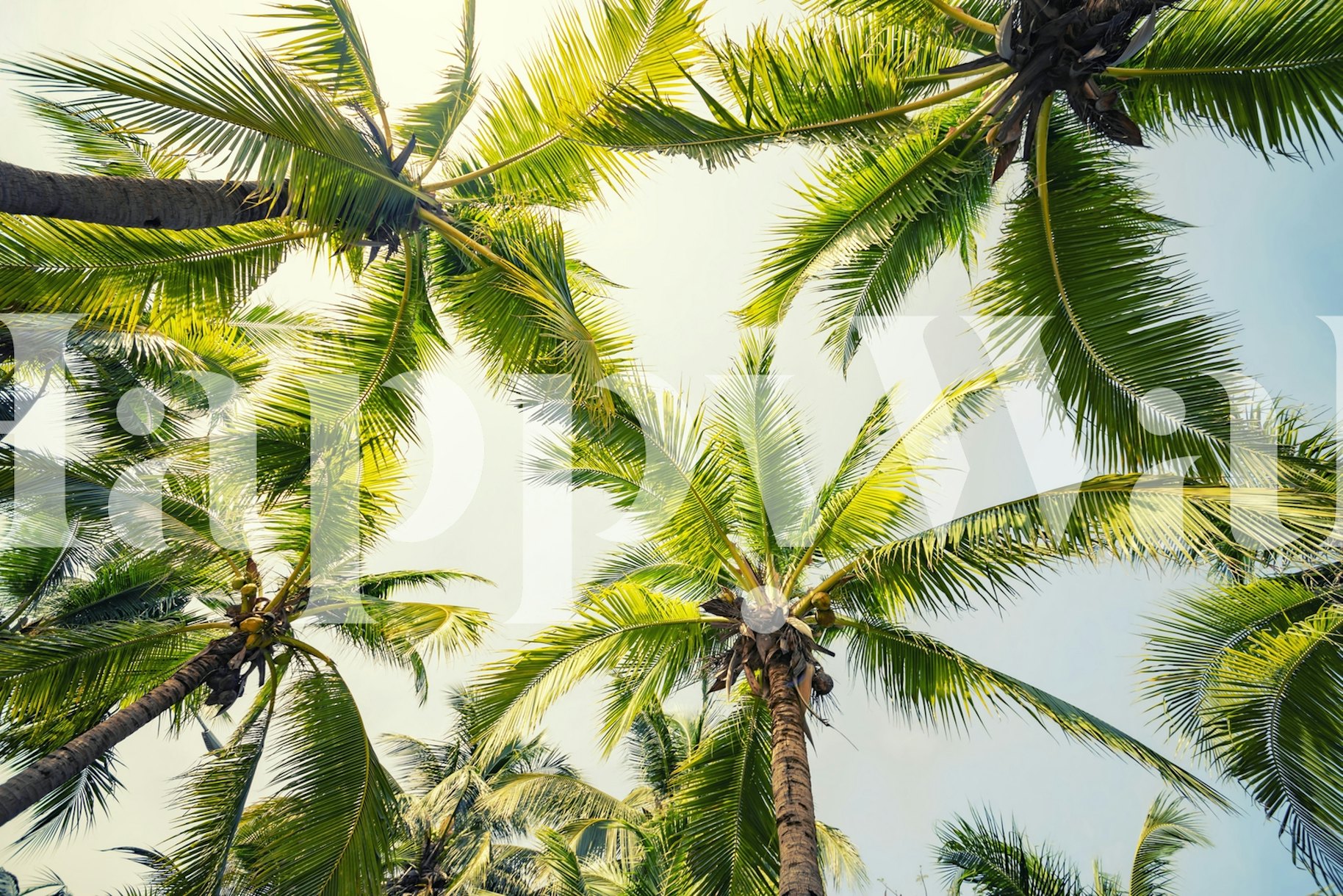 Tropical Vibe wallpaper - Happywall