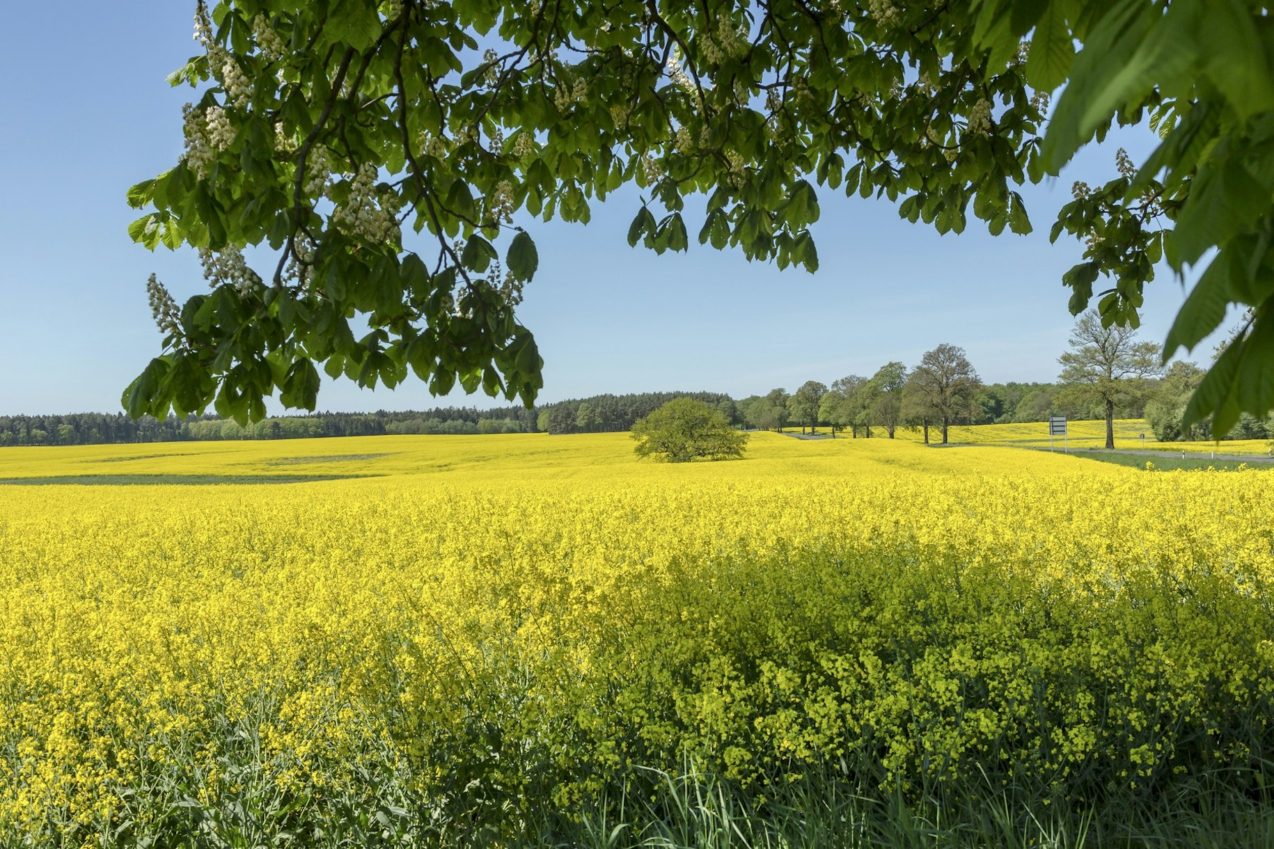 Buy Beautiful Rape Fields in Germany 2 Wallpaper | Happywall