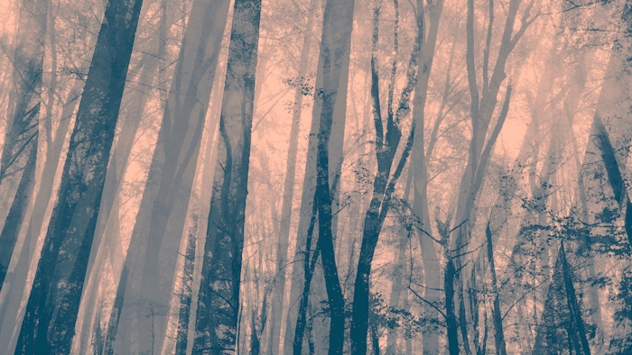 Muted Forest Wallpaper - happywall.com