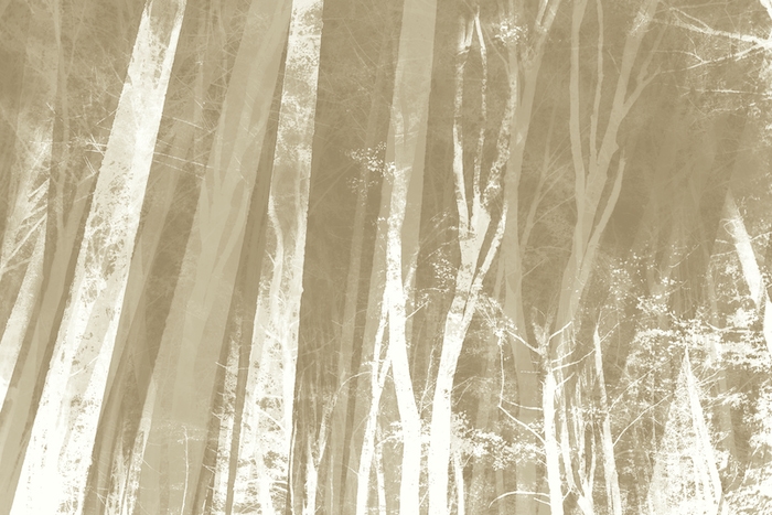 Soft Beige Forest Tapet - Happywall.com