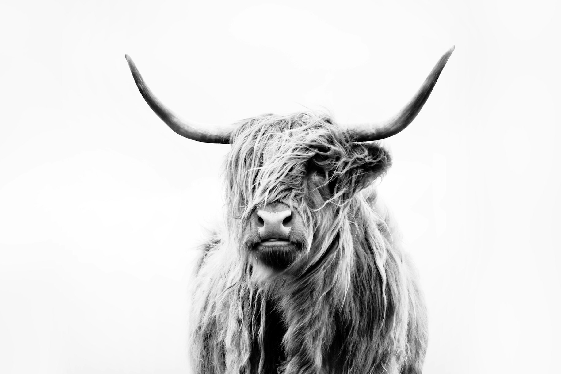 Rustic Highland Cow Wallpaper Mural | Countryside Inspired Wall Decor ...