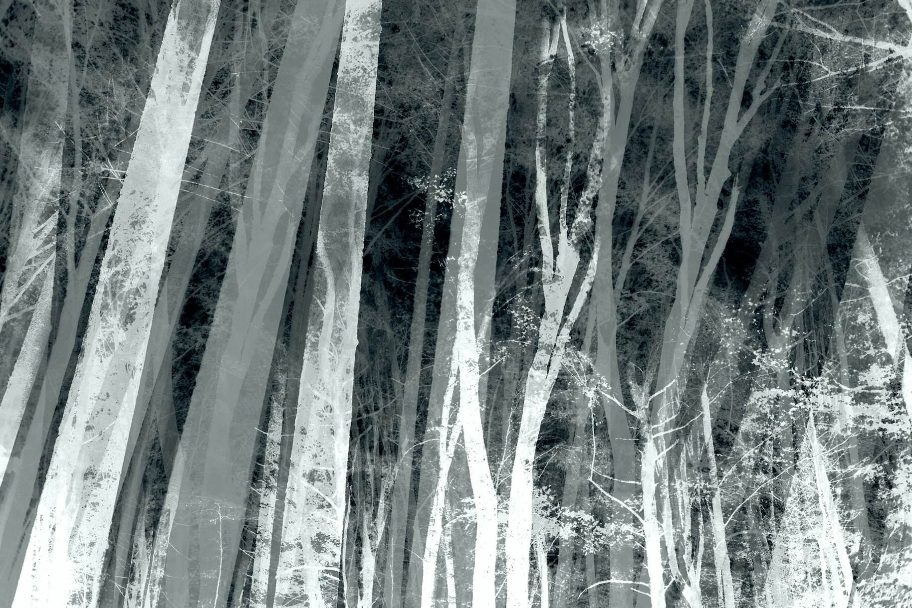 Grey Forest Wallpaper - Buy Now at Happywall