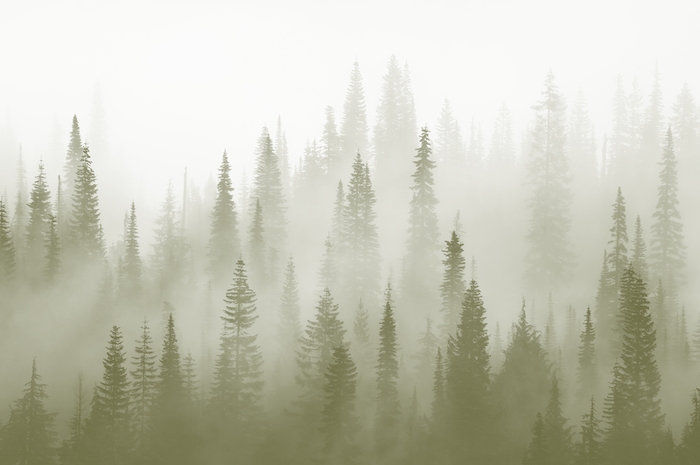 Misty Forest Green Wallpaper for Calm Decor