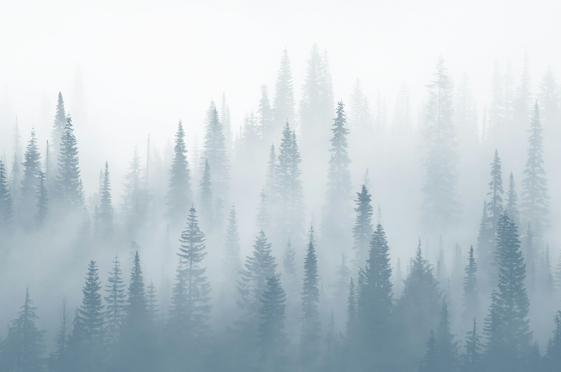 Misty Forest Inky Wallpaper - Dark and Serene Wall Mural | Happywall