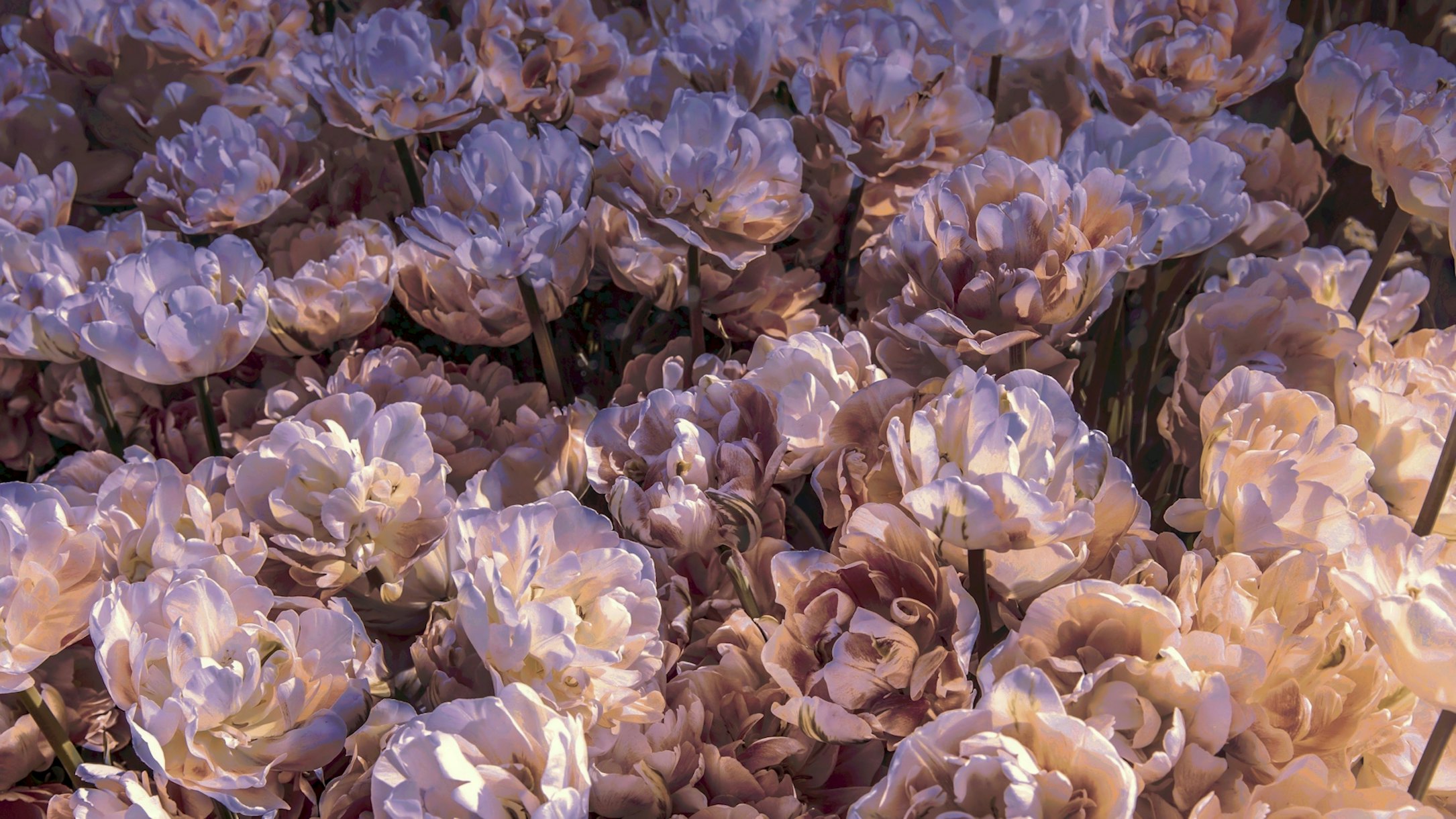 Blush Lush Floral Wallpaper - Happywall.com